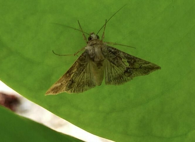 Tomato Looper from Desroches Island - All on June 9, 2024 at 12:19 PM ...