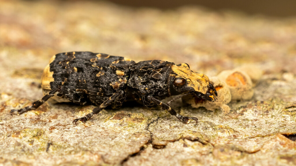 Resin Weevil from Kalksburg, Wien, Österreich on June 7, 2024 at 12:36 ...