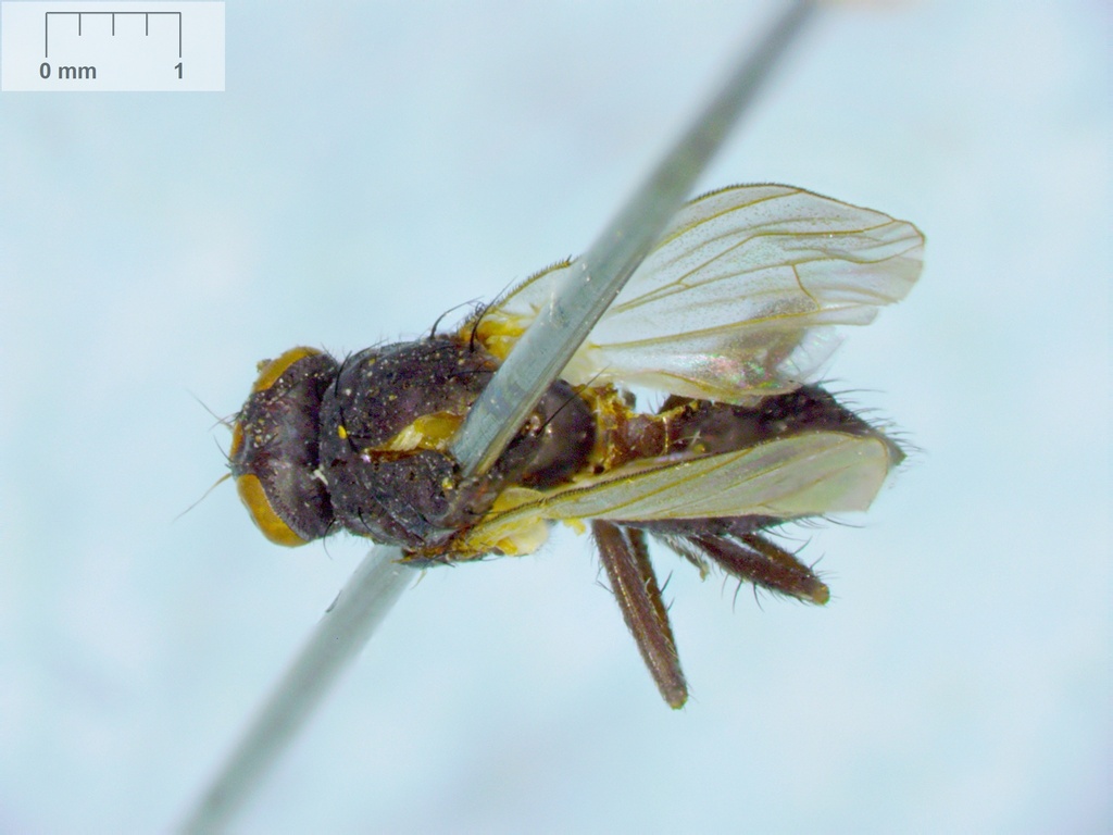 Calyptrate Flies from Sherbrooke, Estrie, QC, Canada on August 24, 1978 ...