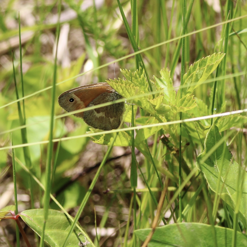 Common Ringlet in June 2024 by Vinny Pellegrino · iNaturalist