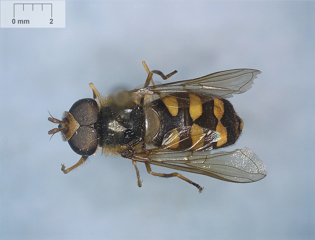 Syrphini from Sherbrooke, Estrie, QC, Canada on August 21, 2014 by Jean ...