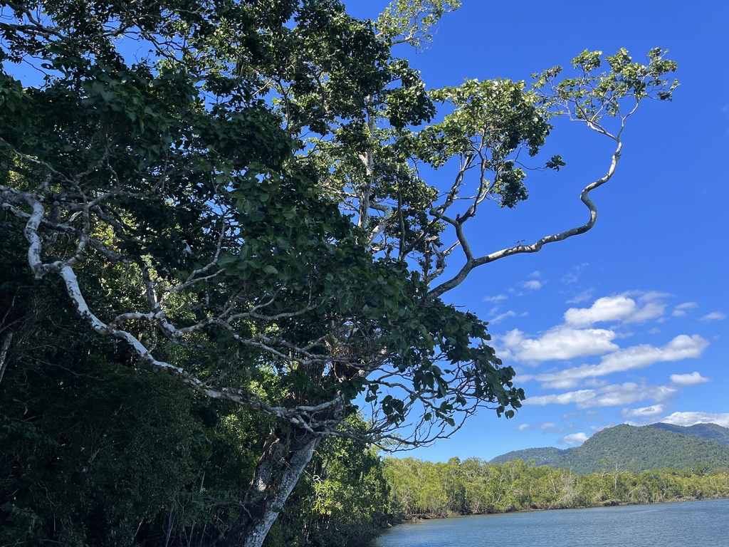 Ipil from Deeral, QLD, AU on June 9, 2024 at 12:38 PM by ramapla ...