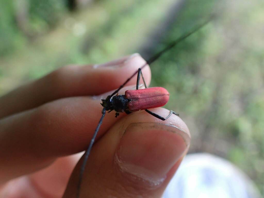 Red Longicorn Beetle in June 2018 by renshuchu · iNaturalist