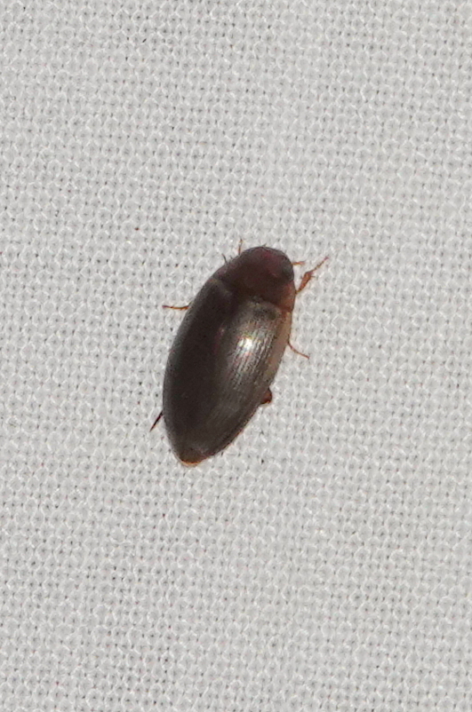Copelatus glyphicus in June 2024 by sarinole. Black light · iNaturalist
