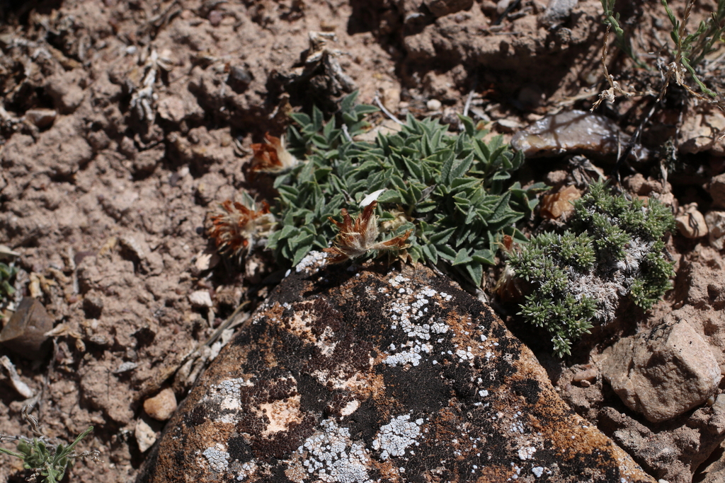 Intermountain Clover from Moffat County, CO, USA on June 5, 2024 at 11: ...