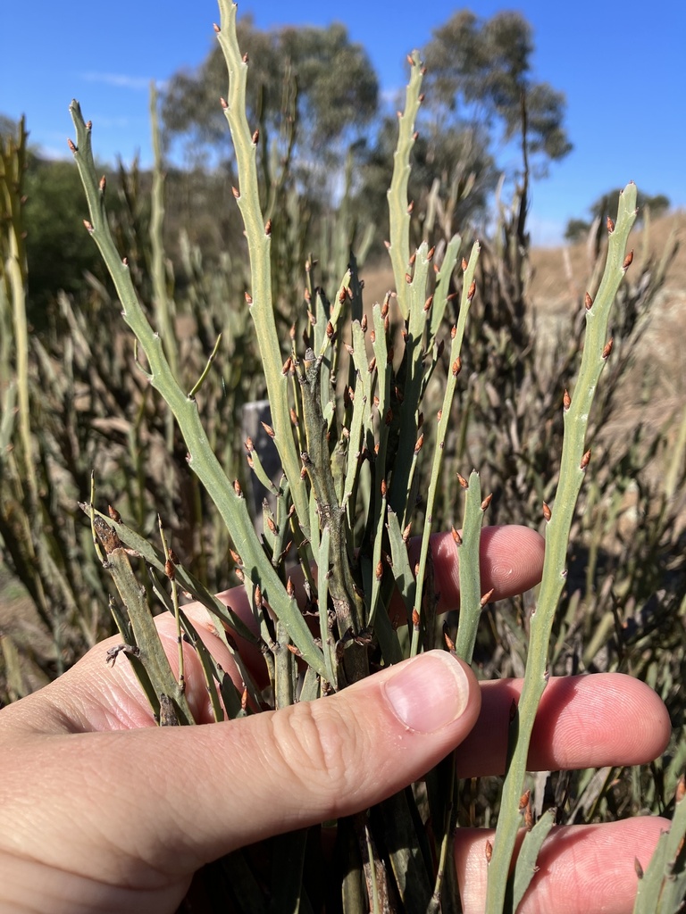 Murrumbidgee Bossiaea (Bossiaea grayi) - Botanical Realm