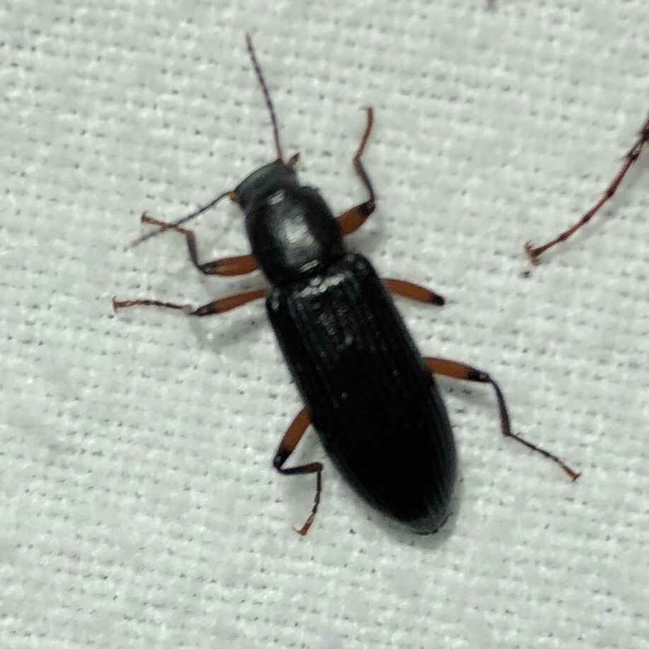 Strongylium from 36875, Seale, AL, US on May 17, 2019 at 08:57 PM by ...