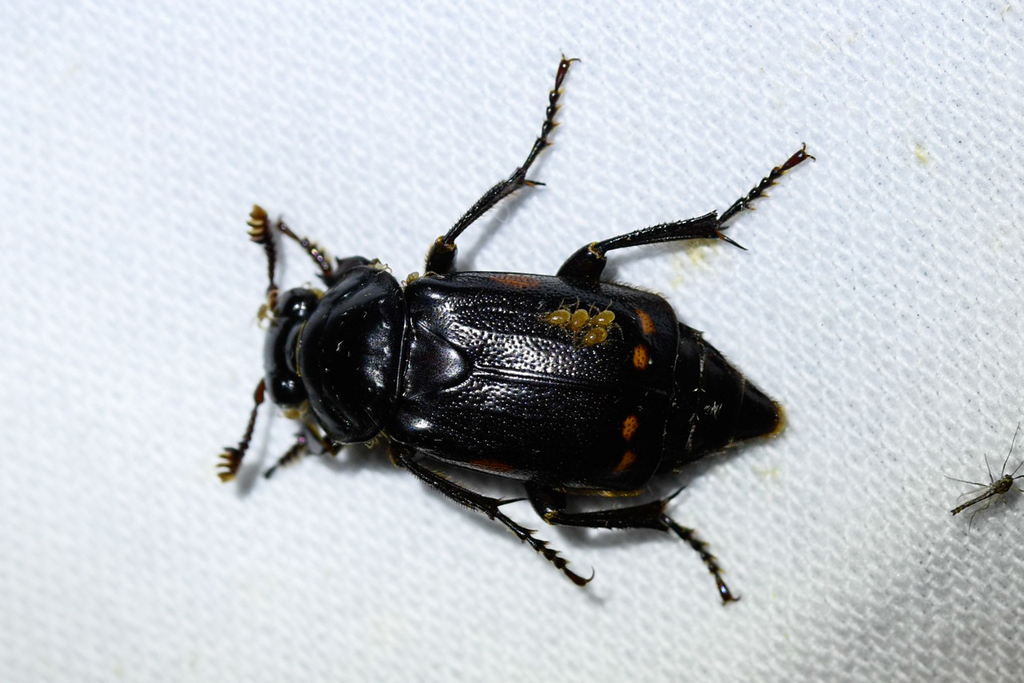 Pustulated Carrion Beetle from Caroline County, MD, USA on June 2, 2024 ...