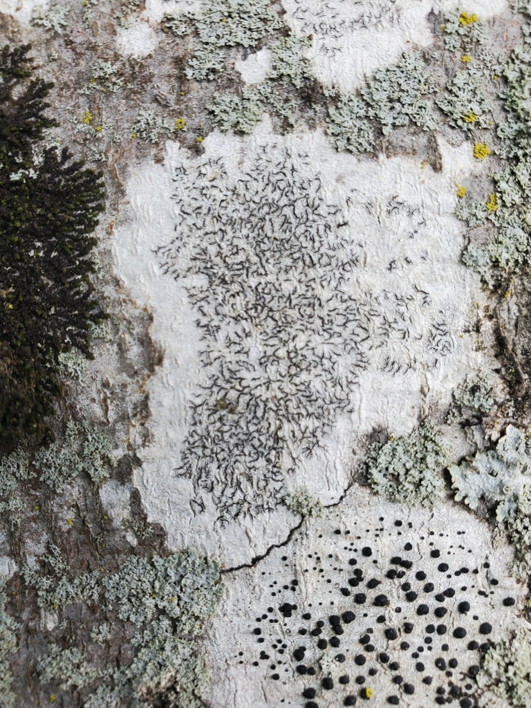 Common Script Lichen from Federalsburg, MD 21632, USA on June 9, 2024 ...