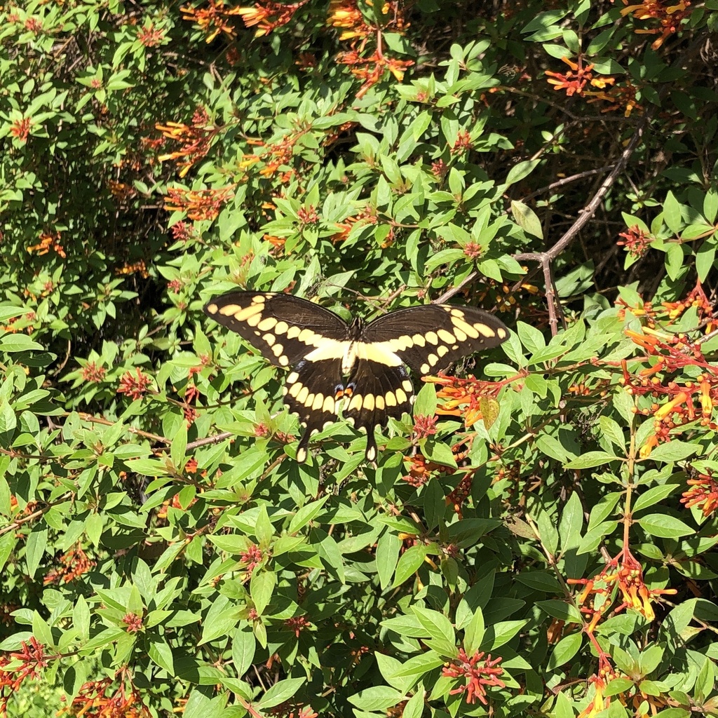 Eastern Giant Swallowtail from SW 80th St, Miami, FL, US on June 9 ...