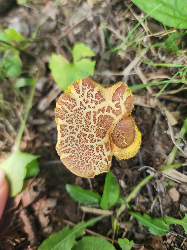 Red-cracking Bolete from Wayne, MI 48184, USA on July 25, 2023 at 12:43 ...