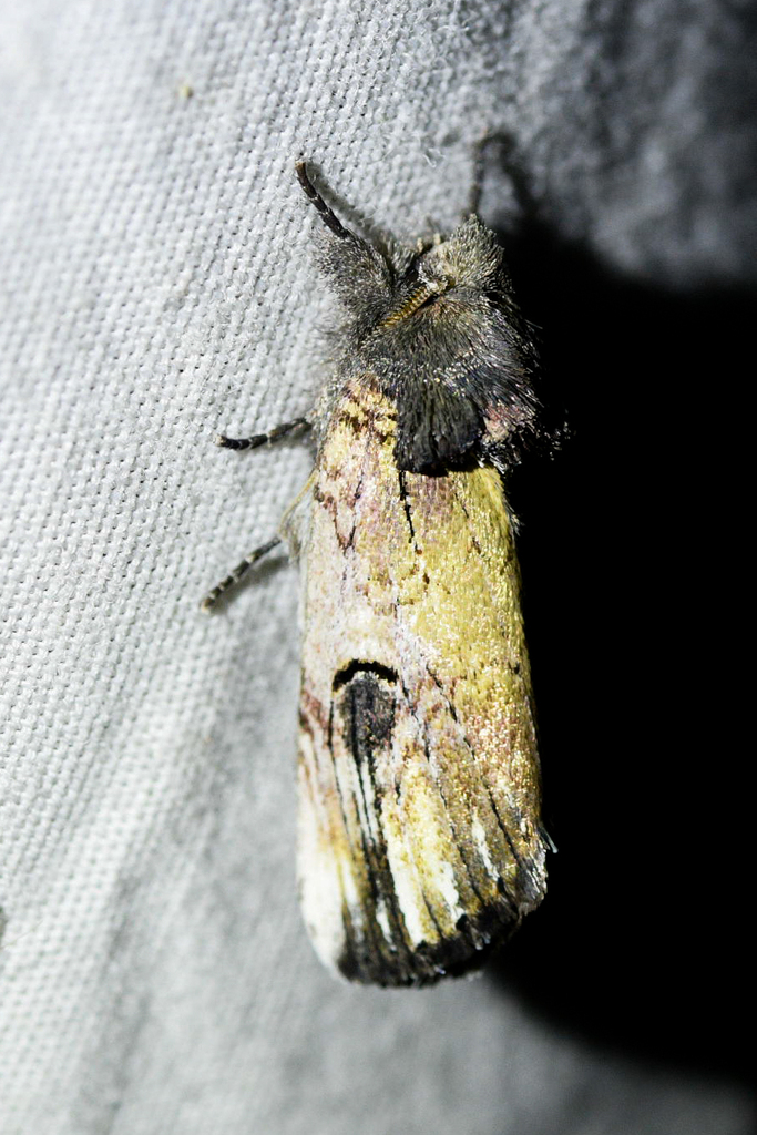 Chestnut Schizura Moth from Caroline County, MD, USA on June 1, 2024 at ...