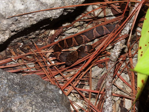 Rainforest Cat-eyed Snake (Leptodeira frenata) - Snakes and Lizards