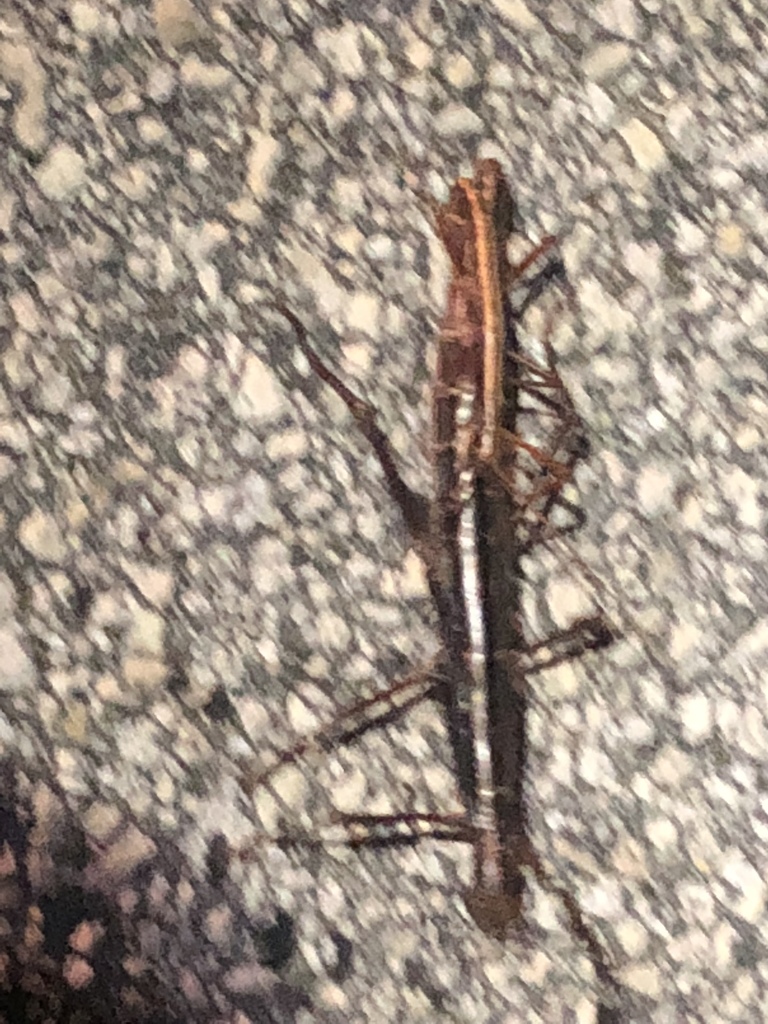 Southern Two-striped Walkingstick from Everglades National Park ...