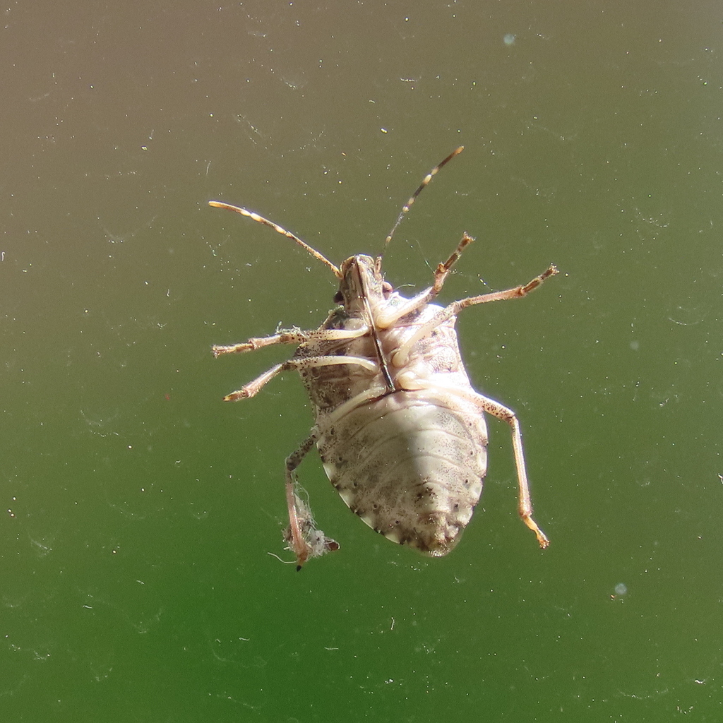 Brown Marmorated Stink Bug from Ventnor Way, Ottawa, ON K2J, Canada on ...