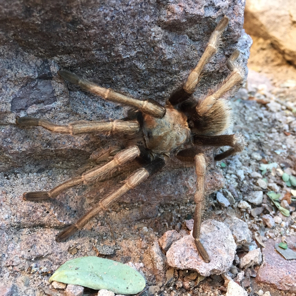 Desert Blonde Tarantula from Apache Junction, AZ 85119, USA on October ...