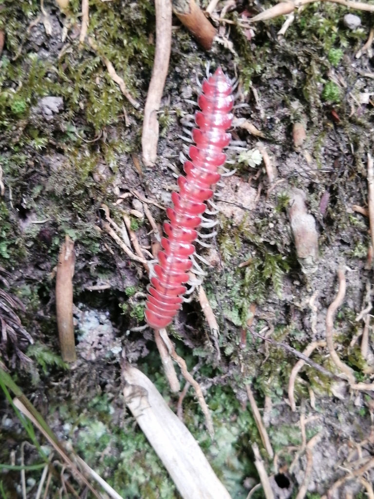 Train Millipede from Kanazawa, JP-IS, JP on June 9, 2024 at 10:01 AM by ...