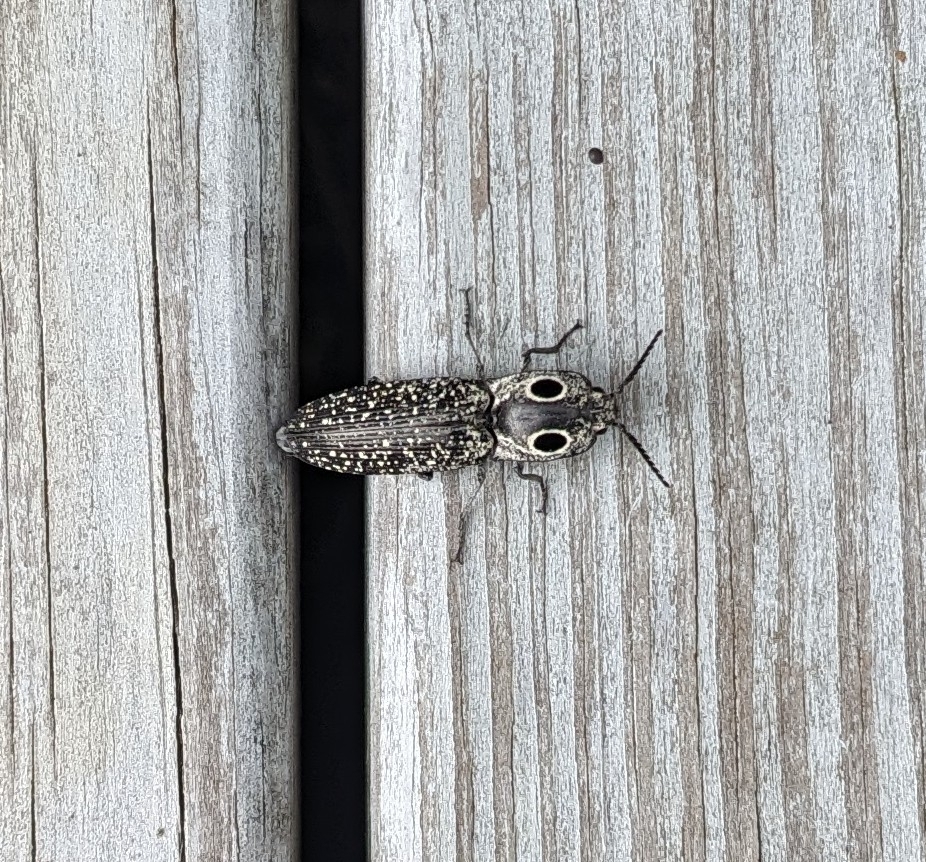 Eastern Eyed Click Beetle from Wadsworth, OH 44281, USA on June 3, 2024 ...