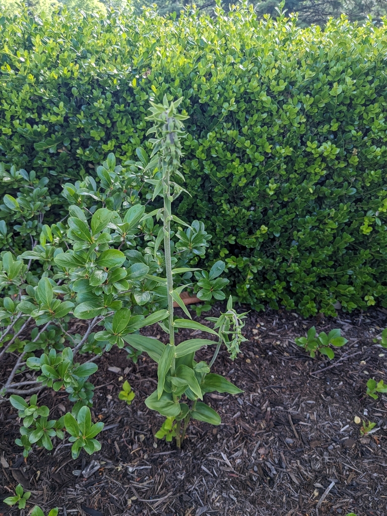 Broad-leafed Helleborine from Wadsworth, OH 44281, USA on June 9, 2024 ...