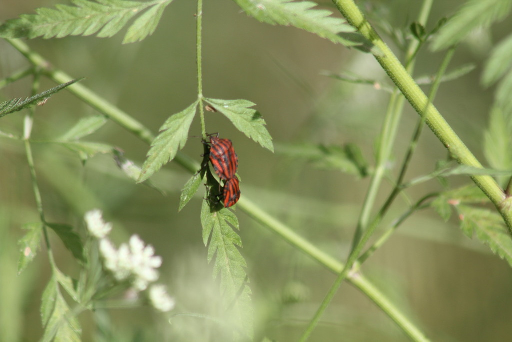 European Striped Shield Bug from Finiq, 阿尔巴尼亚 on June 4, 2024 at 01:26 ...