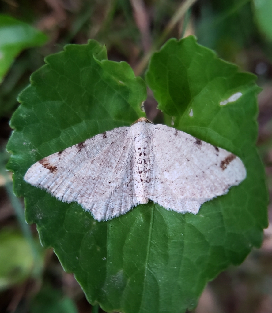 Red-headed Inchworm Moth from Monkton, MD, USA on June 9, 2024 at 06:35 ...