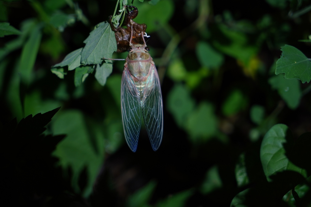 Robust Cicada from 中国北京市石景山区 on August 05, 2020 at 09:21 PM by bronn ...