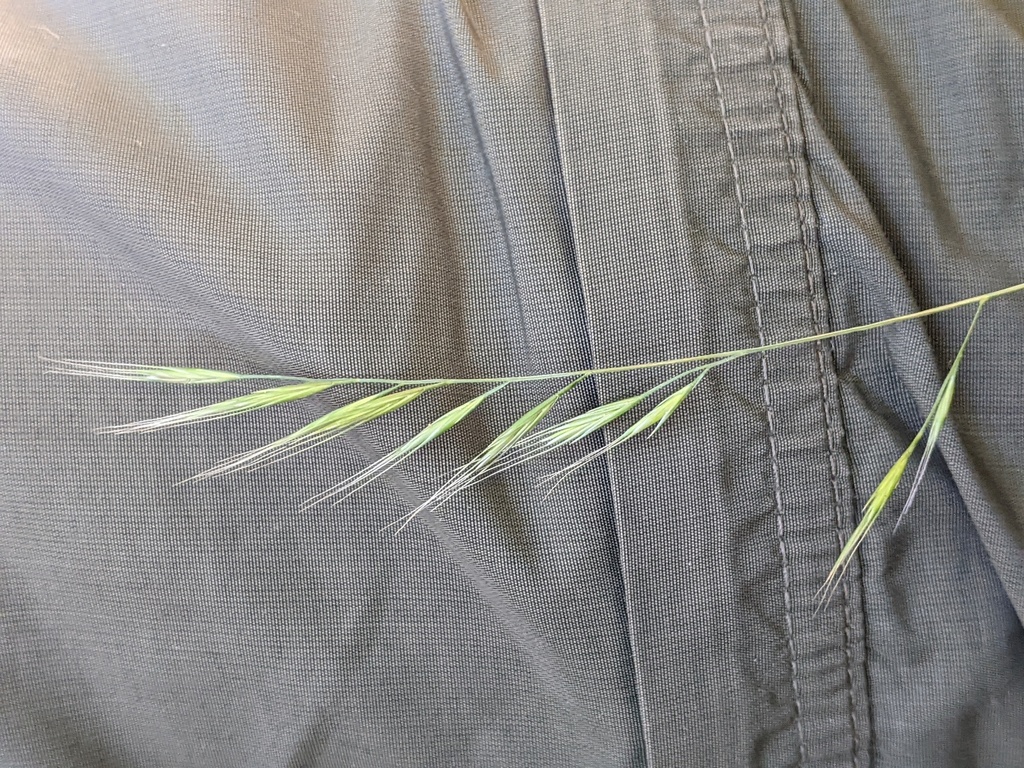 small fescue from Jefferson County, WA, USA on June 8, 2024 at 10:32 AM ...