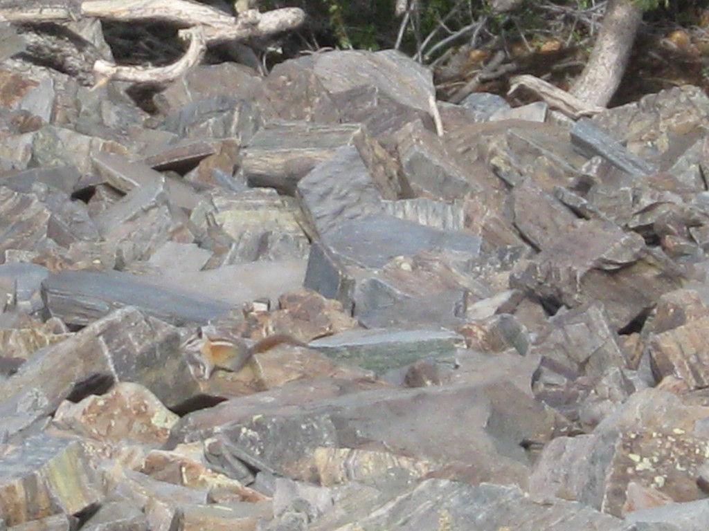 Panamint Chipmunk from Death Valley National Park on August 26, 2015 at ...