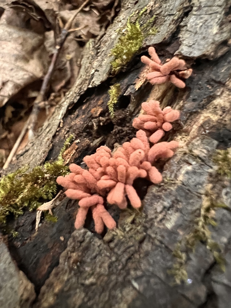 carnival candy slime mold from Island Ford-Trail System, Sandy Springs ...
