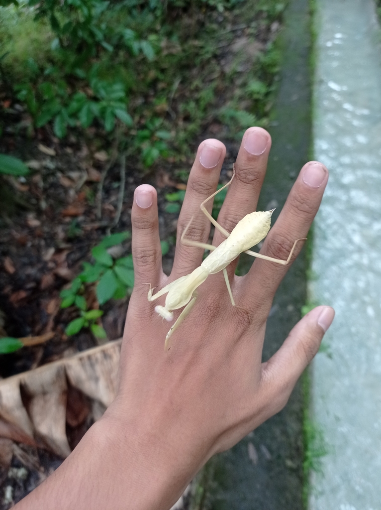 Timor Giant Mantis from QV9H+885, Tesbatan, Kec. Amarasi, Kabupaten ...