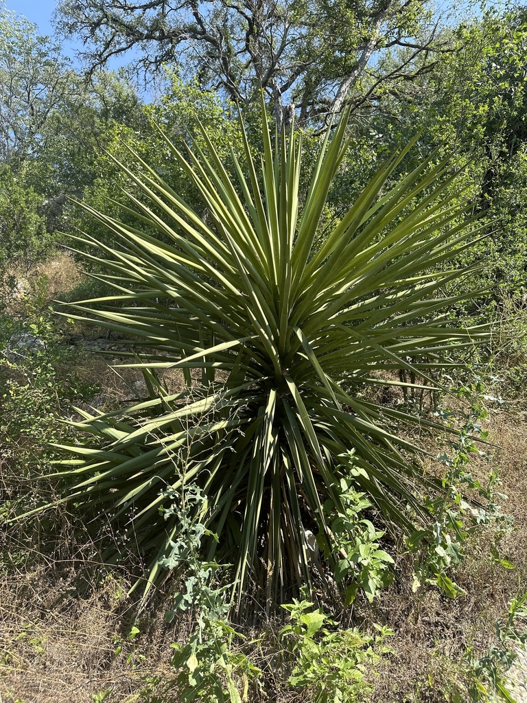 Spanish dagger from Travis Southwest, Spicewood, TX, US on June 8, 2024 ...