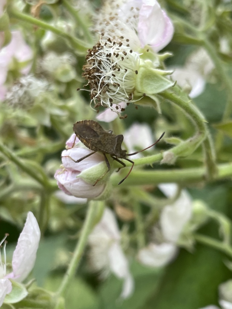Dock Bug from Avenue Émile Vandervelde, Woluwe-Saint-Lambert, Bruxelles ...