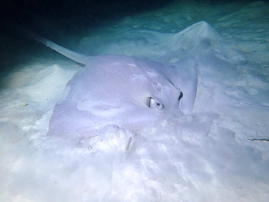 Broad Cowtail Stingray in June 2024 by Frédéric Ducarme · iNaturalist