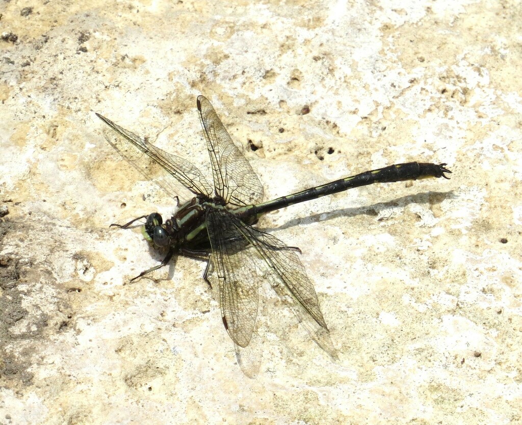 Dusky Clubtail from West Flamborough, Hamilton, ON, Canada on June 1 ...