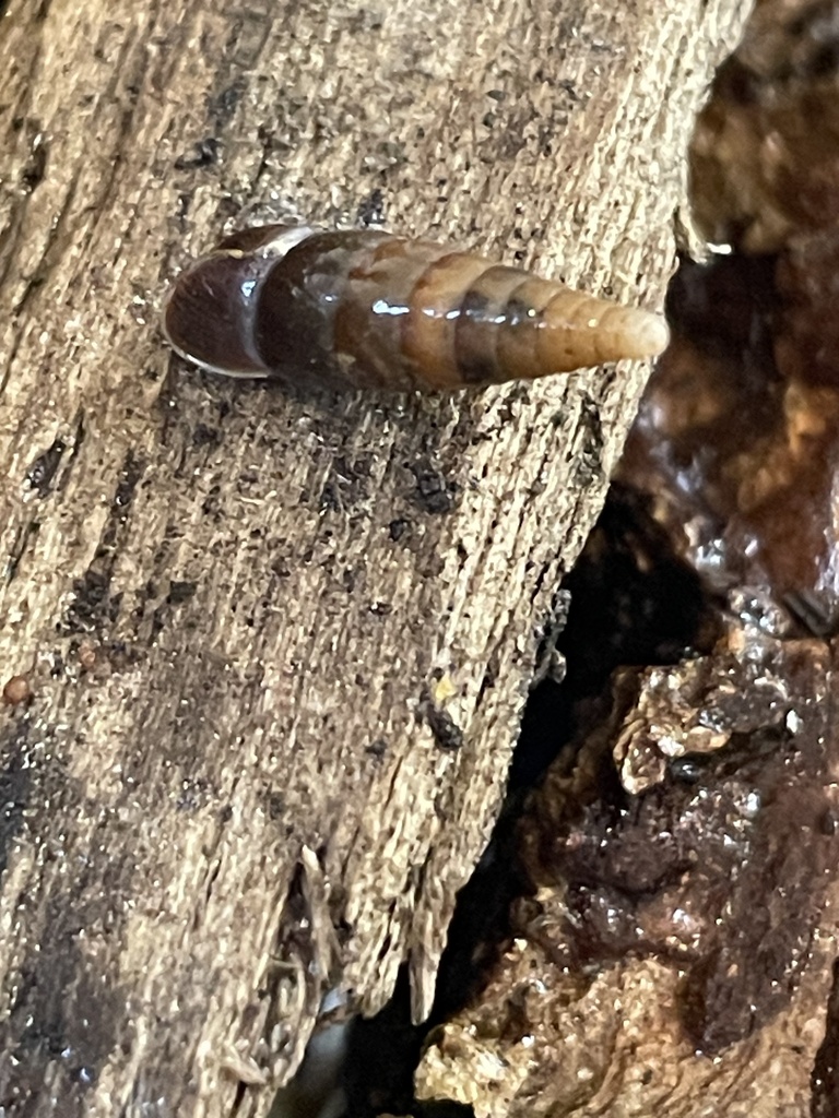 Plaited Door-snail from Stora Skuggans väg, Stockholm, AB, SE on June 9 ...