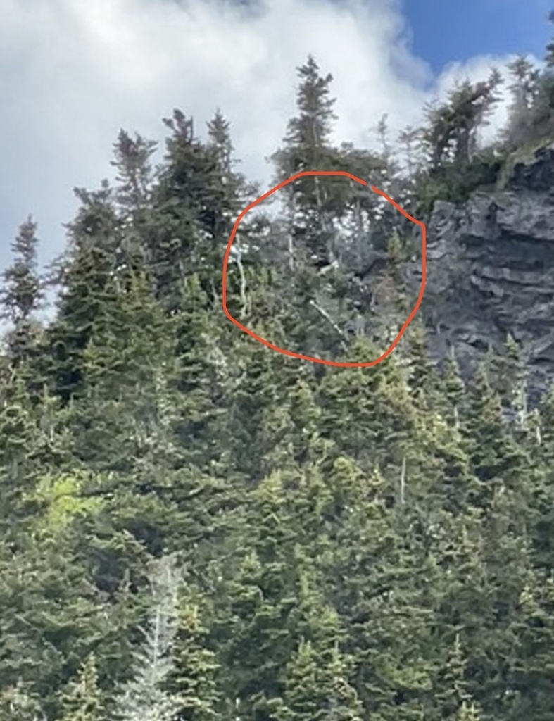 Steller's Sea-Eagle from Newfoundland, Division #7, Subdivision J, NL ...