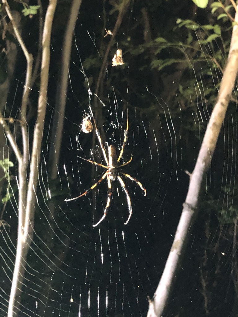 Golden Silk Spider from Deering Estate, Palmetto Bay, FL, US on ...