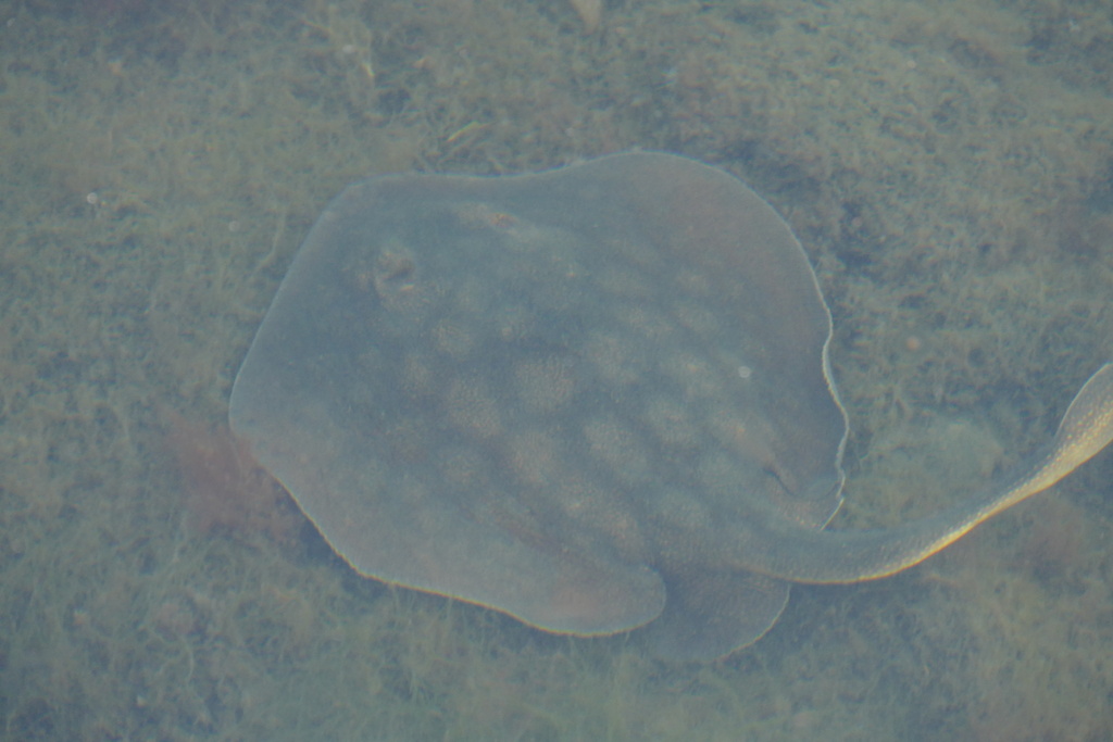 Haller's Round Ray from San Pedro Bay, Long Beach, CA, US on January 11 ...