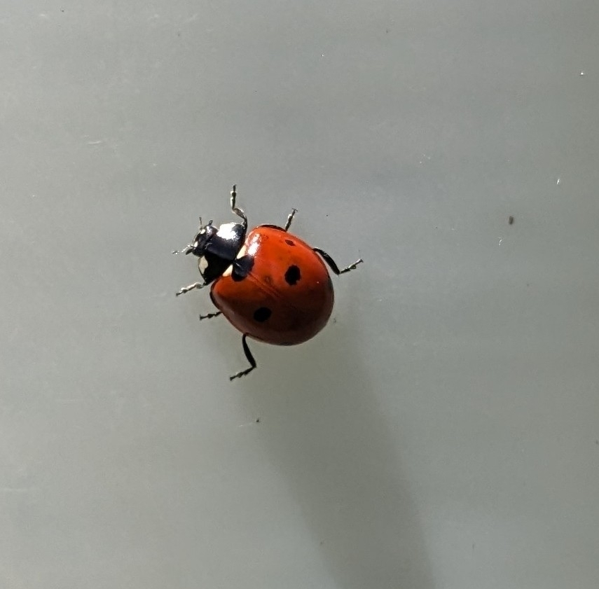Seven-spotted Lady Beetle from Sagamore Hills Township, OH, USA on June ...