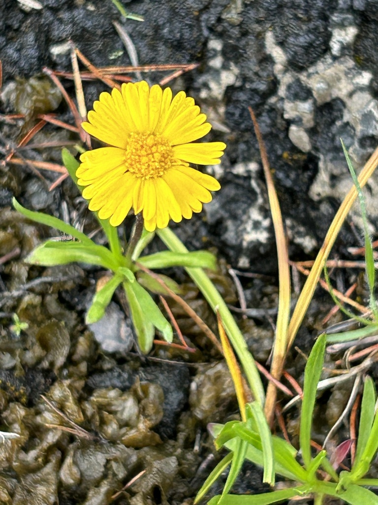 lakeside daisy from Northern Bruce Peninsula, ON, CA on June 9, 2024 at ...