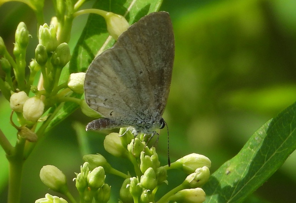 Summer Azure from Greenbelt Community Gardens, 1 Hamilton Pl, Greenbelt ...