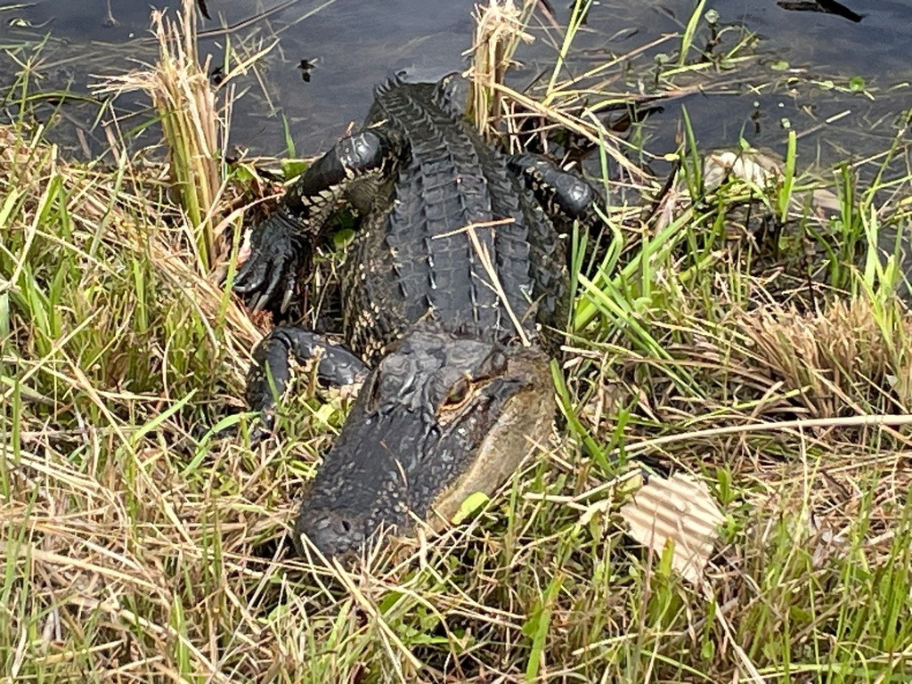 American Alligator from Puerto Rico, Jayuya, PR, US on June 9, 2024 at ...