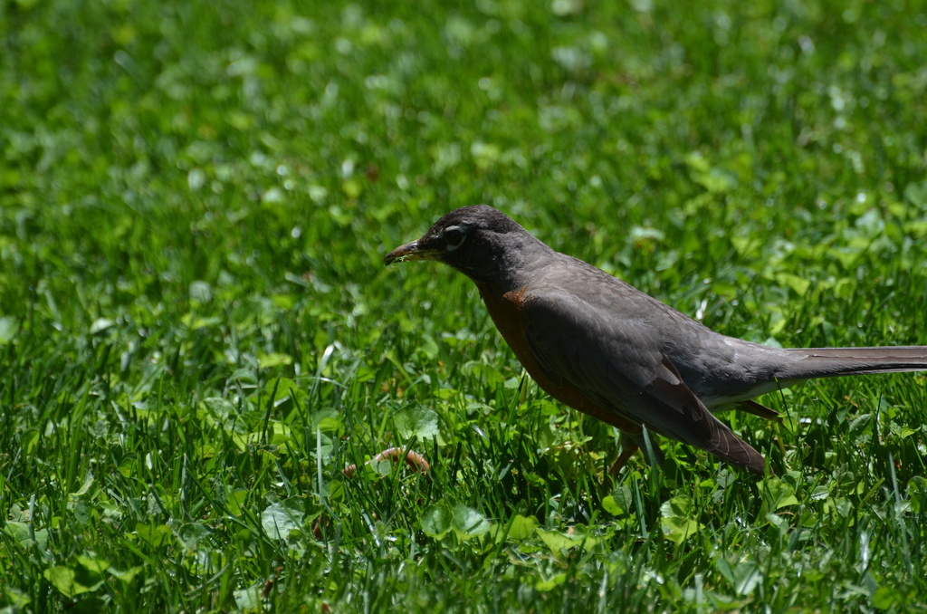 American Robin in June 2024 by tree__fr0g · iNaturalist
