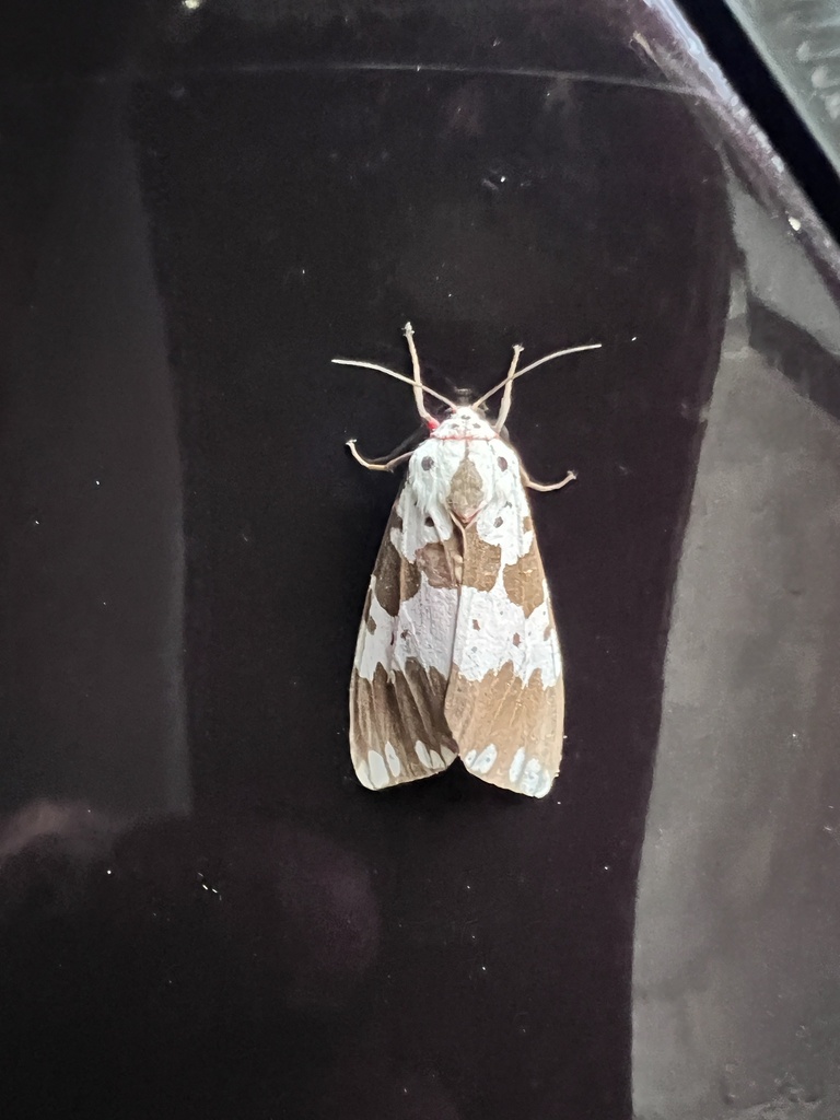 Pangora from Kappad Thusharagiri Adivaram Road, Kozhikode, KL, IN on ...