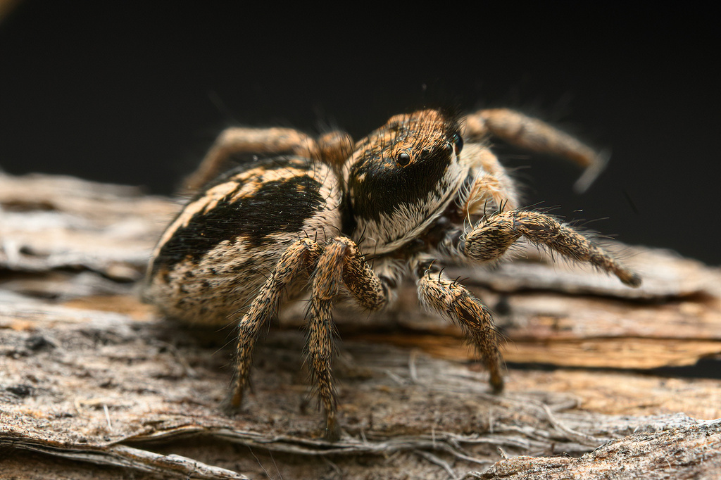Habronattus kubai from Siskiyou County, CA, USA on May 17, 2024 at 04: ...