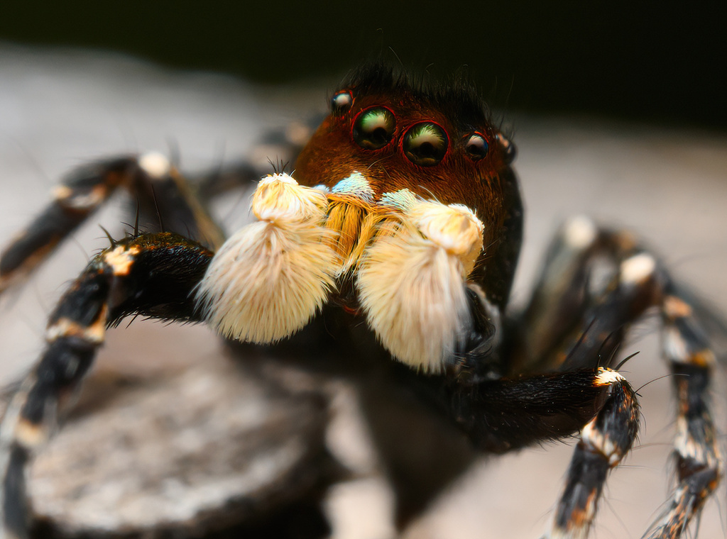 Habronattus kubai from Siskiyou County, CA, USA on May 17, 2024 at 04: ...