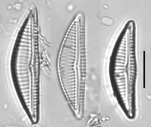 Variety Encyonema silesiacum elegans · iNaturalist United Kingdom