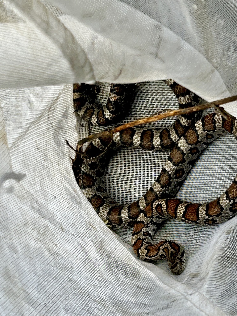 Eastern Milksnake from George Washington & Jefferson National Forests ...