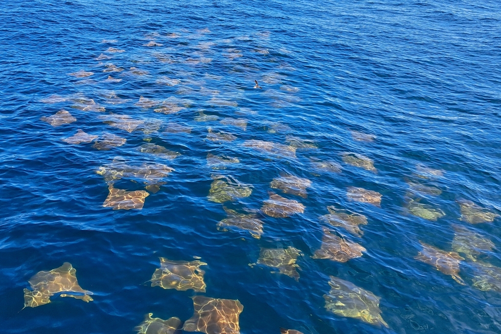 Cownose Ray in June 2024 by Mario Balitbit · iNaturalist