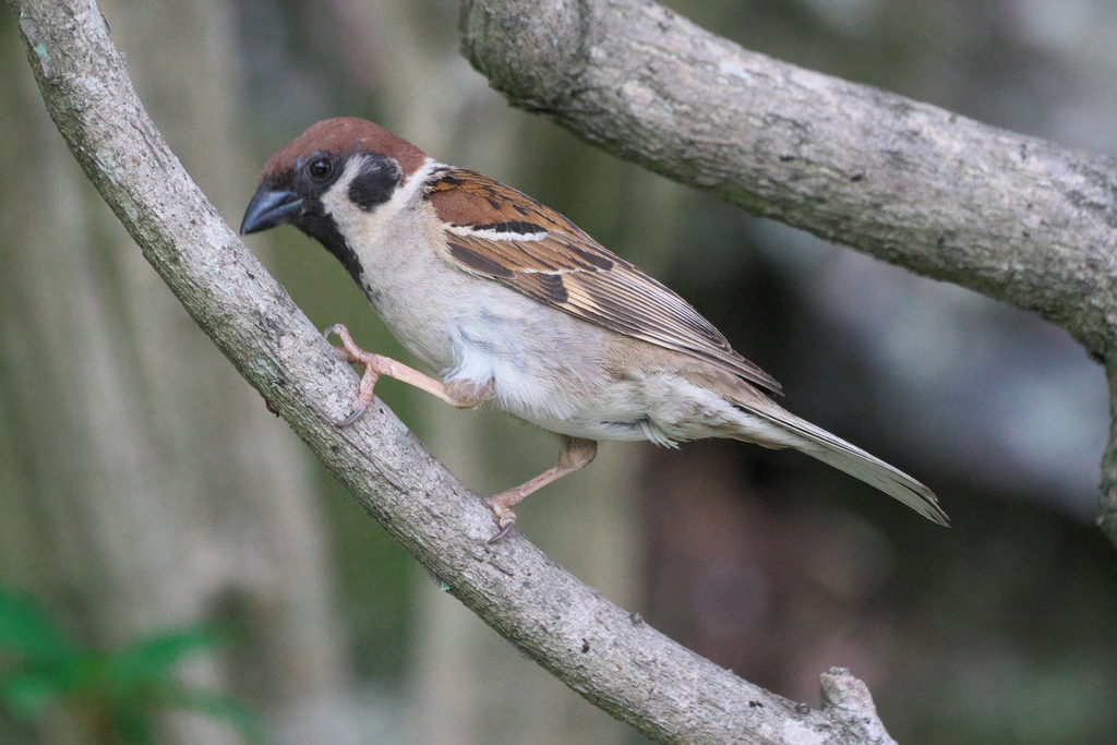 Eurasian Tree Sparrow from Arashiyama, Kyoto, Japan on May 24, 2024 at ...